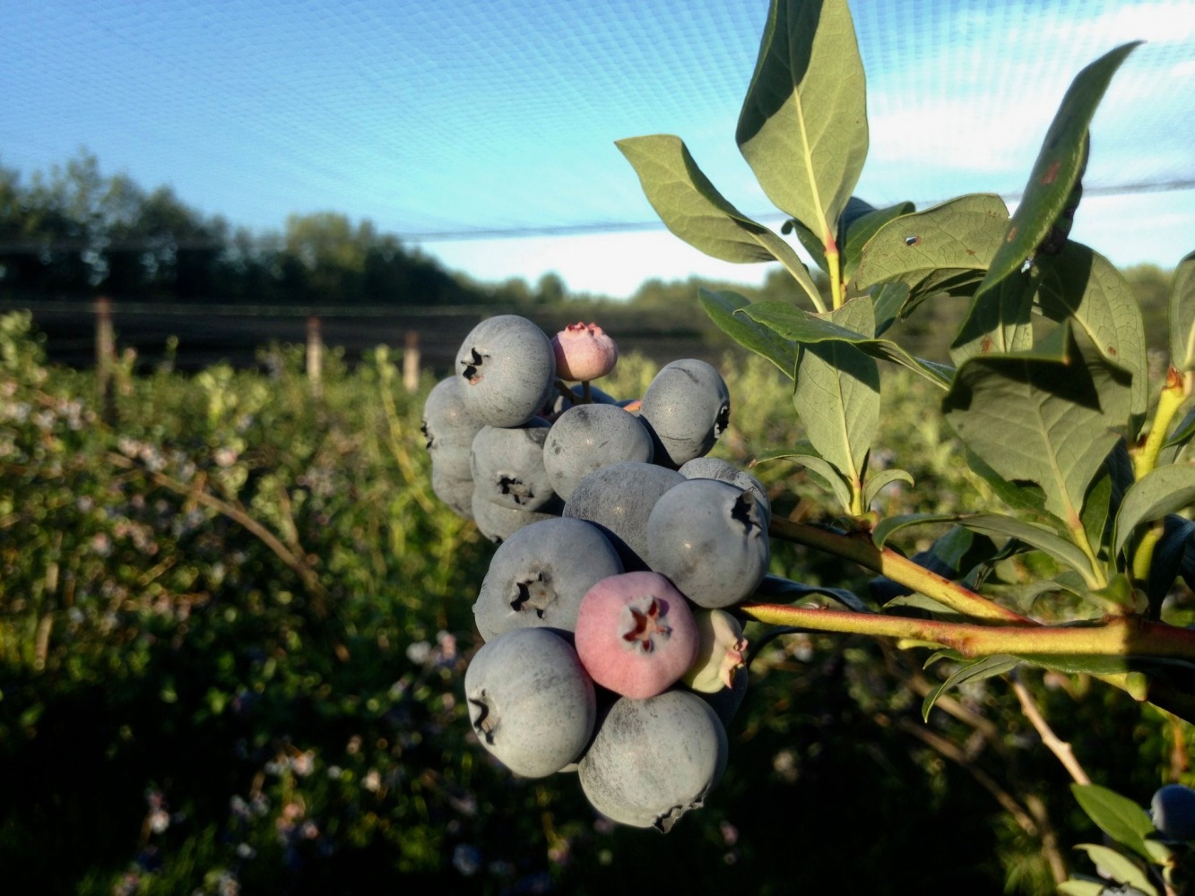 Aux P'tits Fruits - Granby région