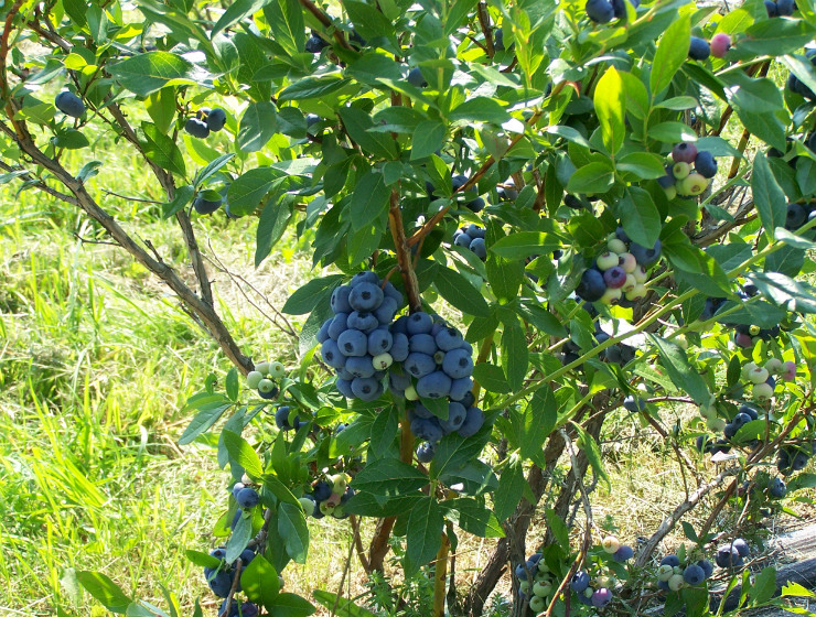 Les Petits Fruits Bio - Granby région