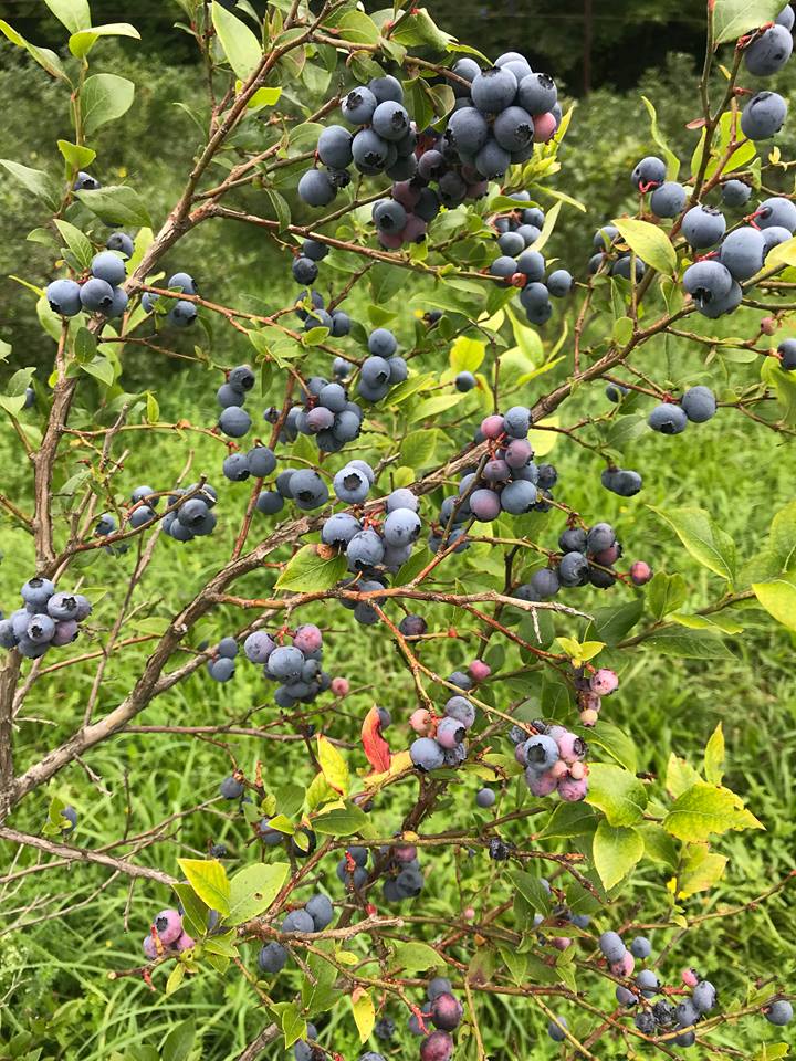 Les Petits Fruits Bio - Granby région