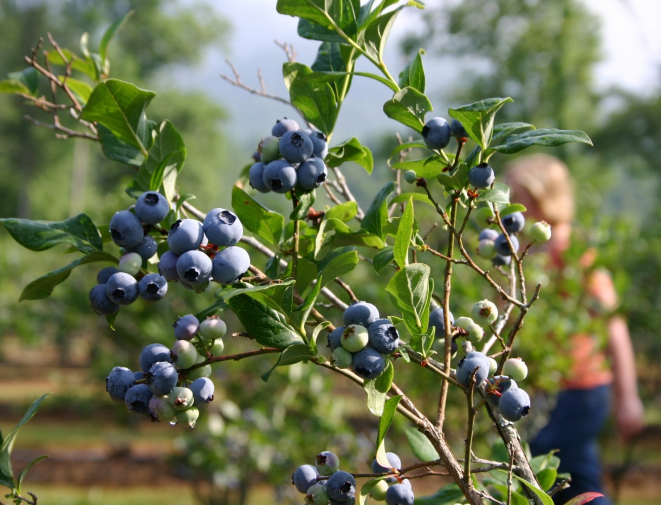 Les Petits Fruits Bio - Granby région